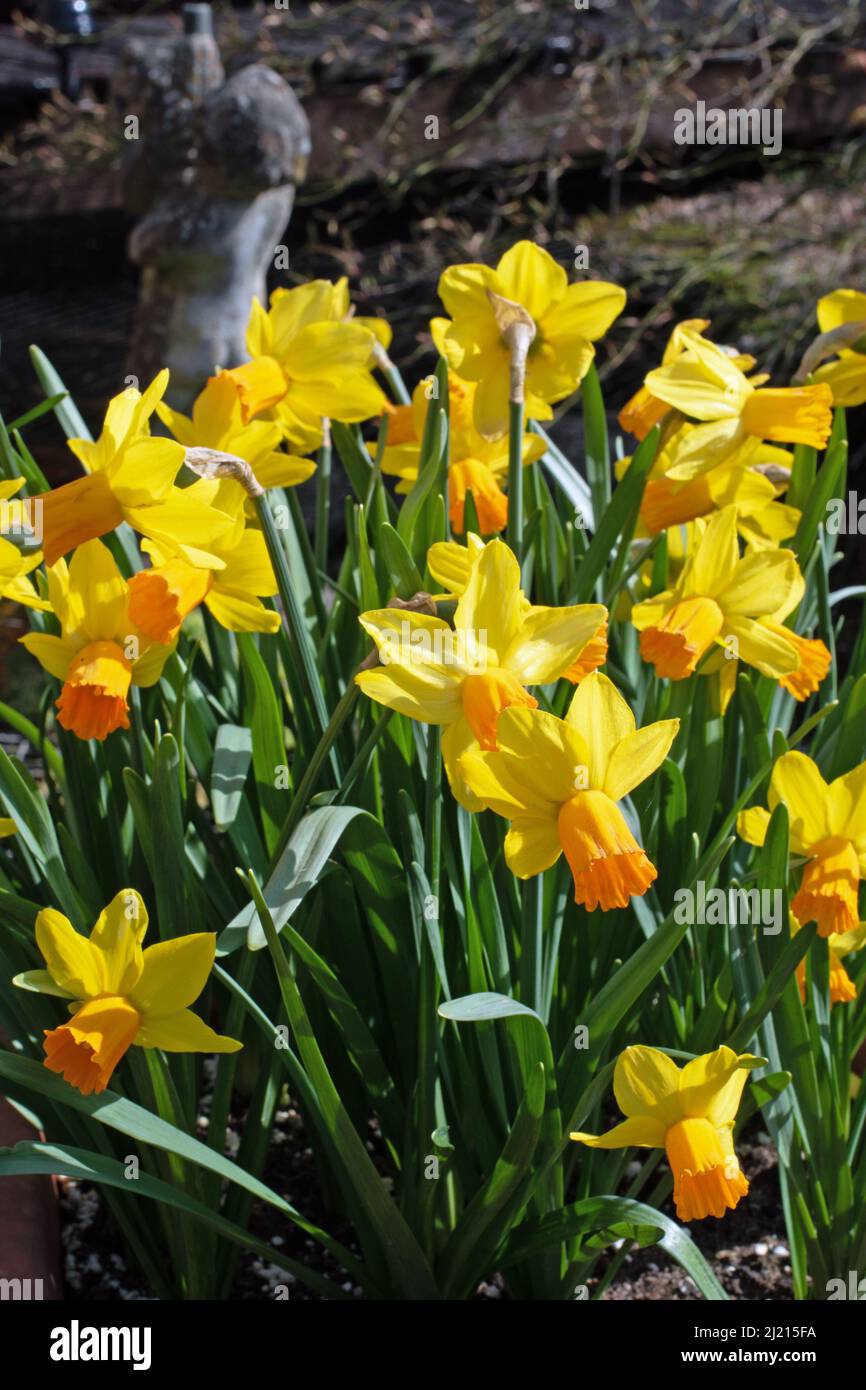 Narcissus cyclamineus 'Jet Fire' Stock Photo - Alamy