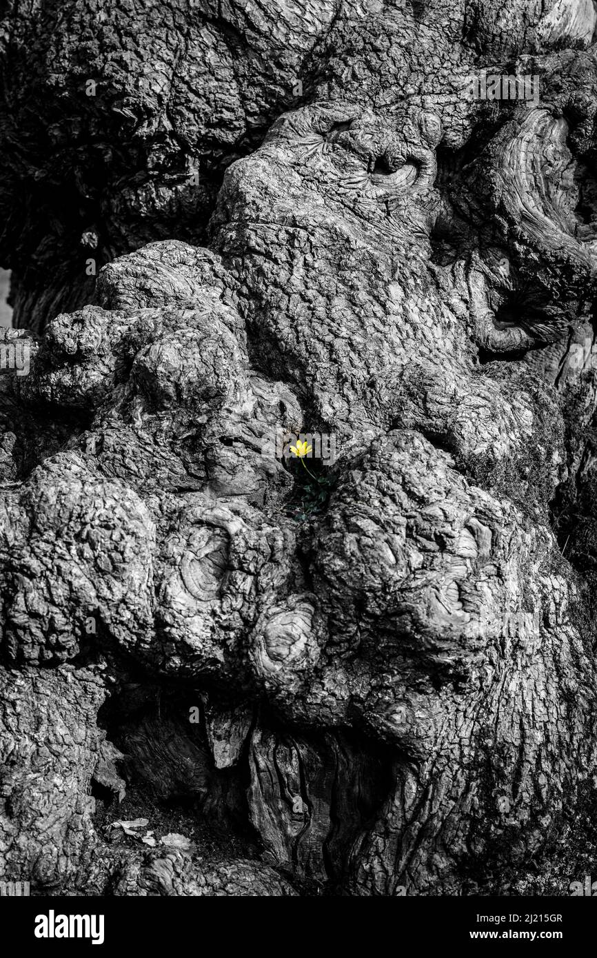 Knurled tree hi-res stock photography and images - Alamy