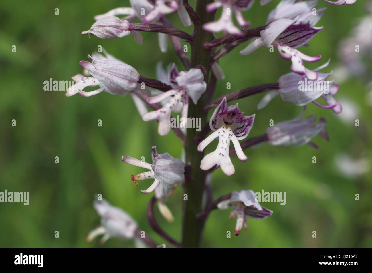 Helmet male orchis hi-res stock photography and images - Alamy