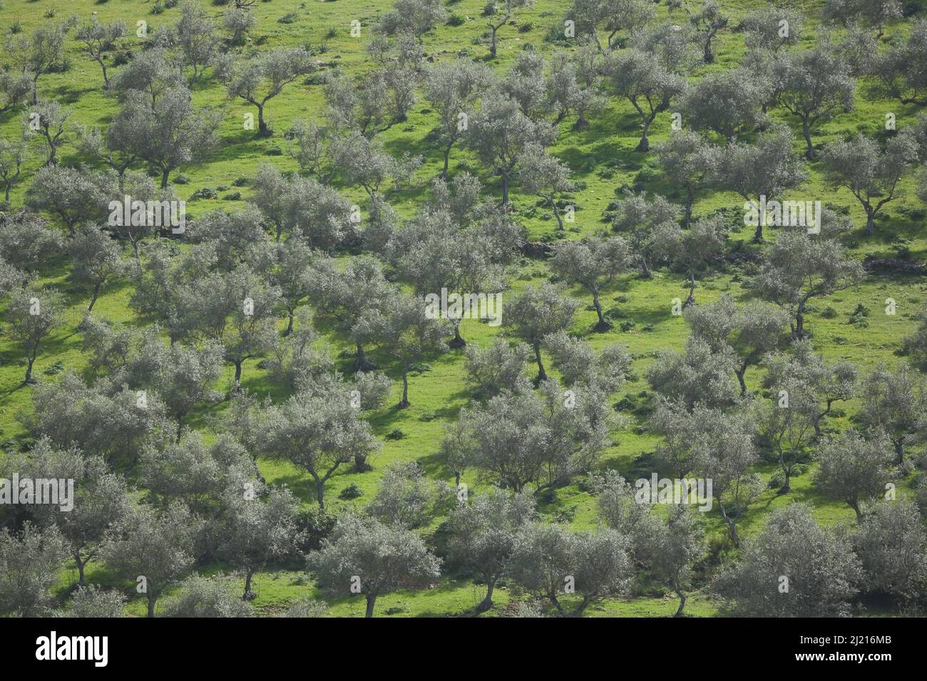 Plantation of olive trees (Olea europaea) near Caceres, Extremadura ...