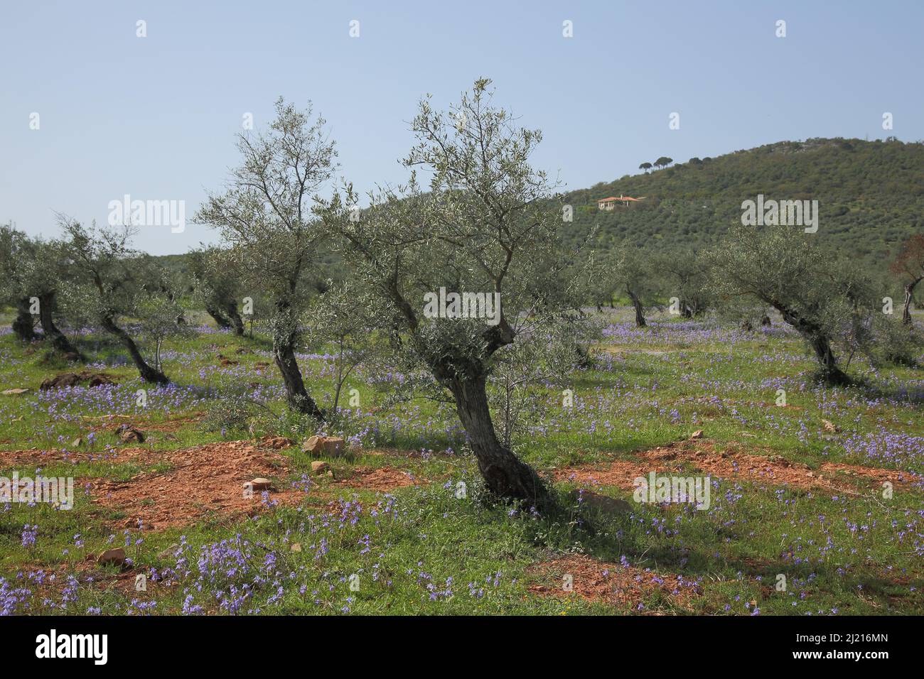 Olive tree (Olea europaea) grove with flower meadow - noon iris ...