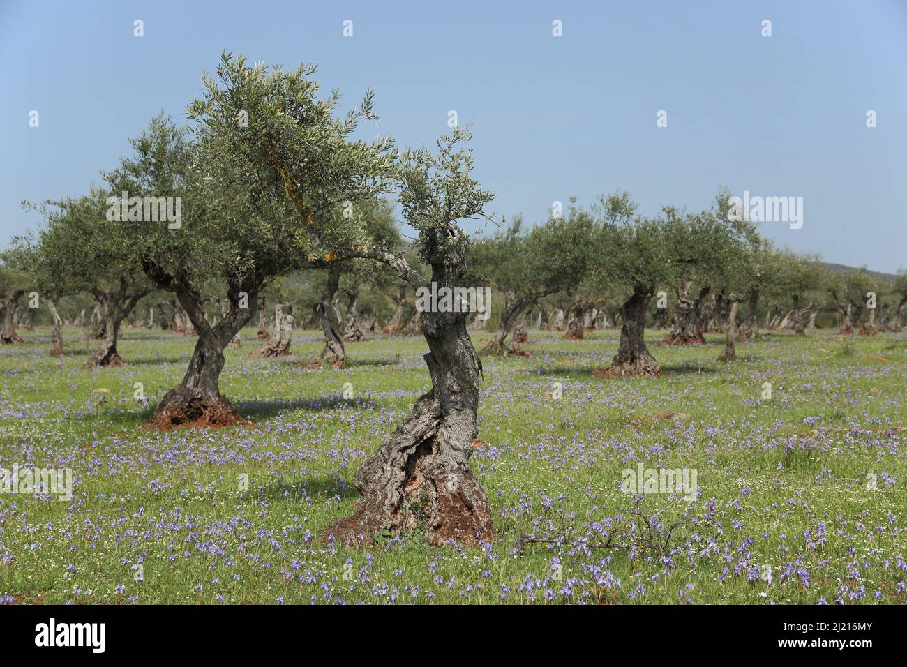 Plantation of olive trees (Olea europaea) and meadow of flowers with ...