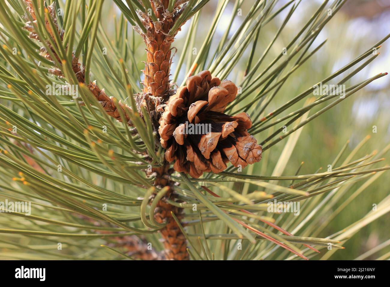 Beautiful pine cone hanging on the bough of a local spruce tree Stock ...