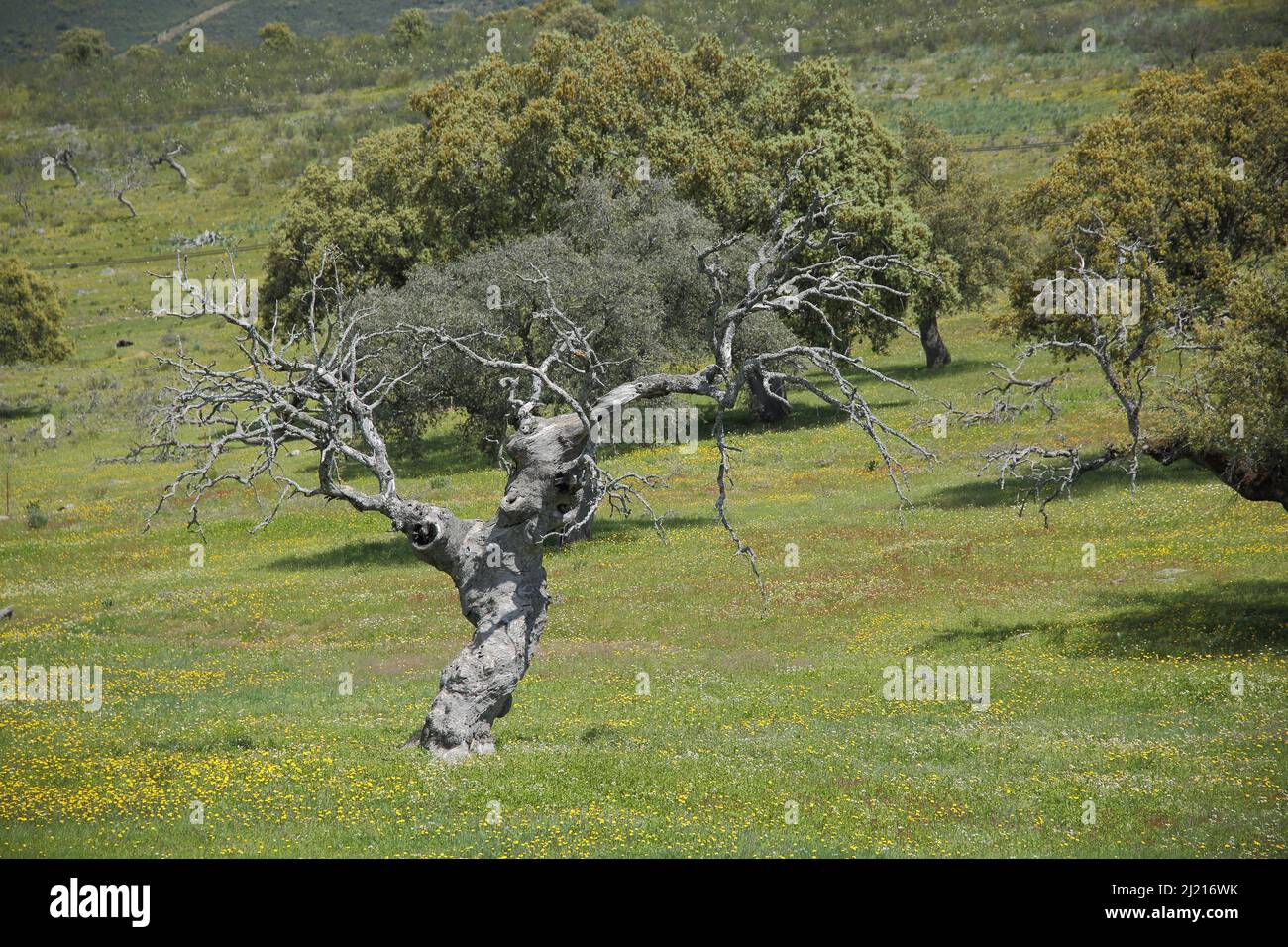 Dead cork oak (Quercus suber) at Cabanas del Castillo, Sierra de ...