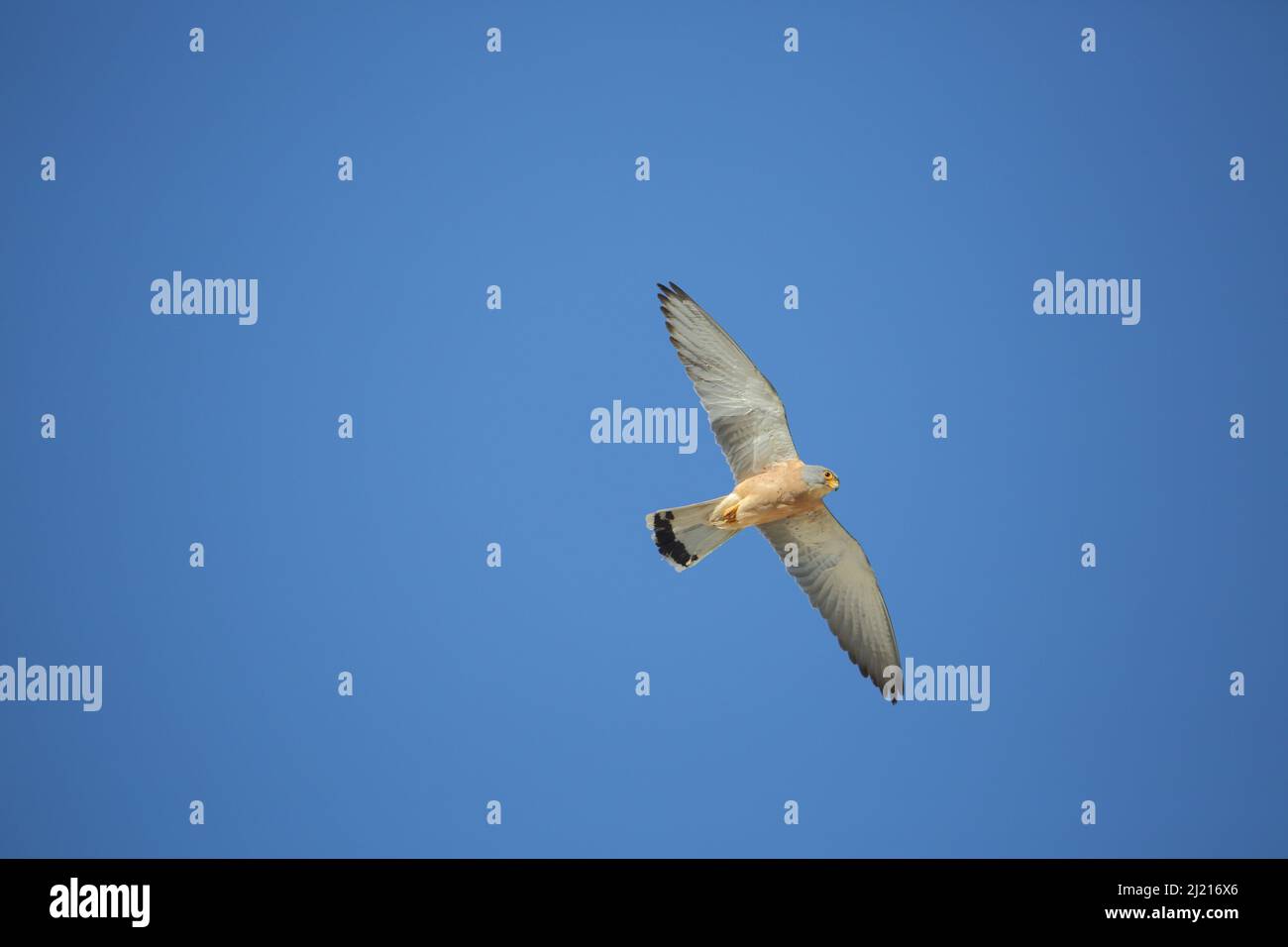 Male Lesser Kestrel in flight over Plaza de Tores in Trujillo ...
