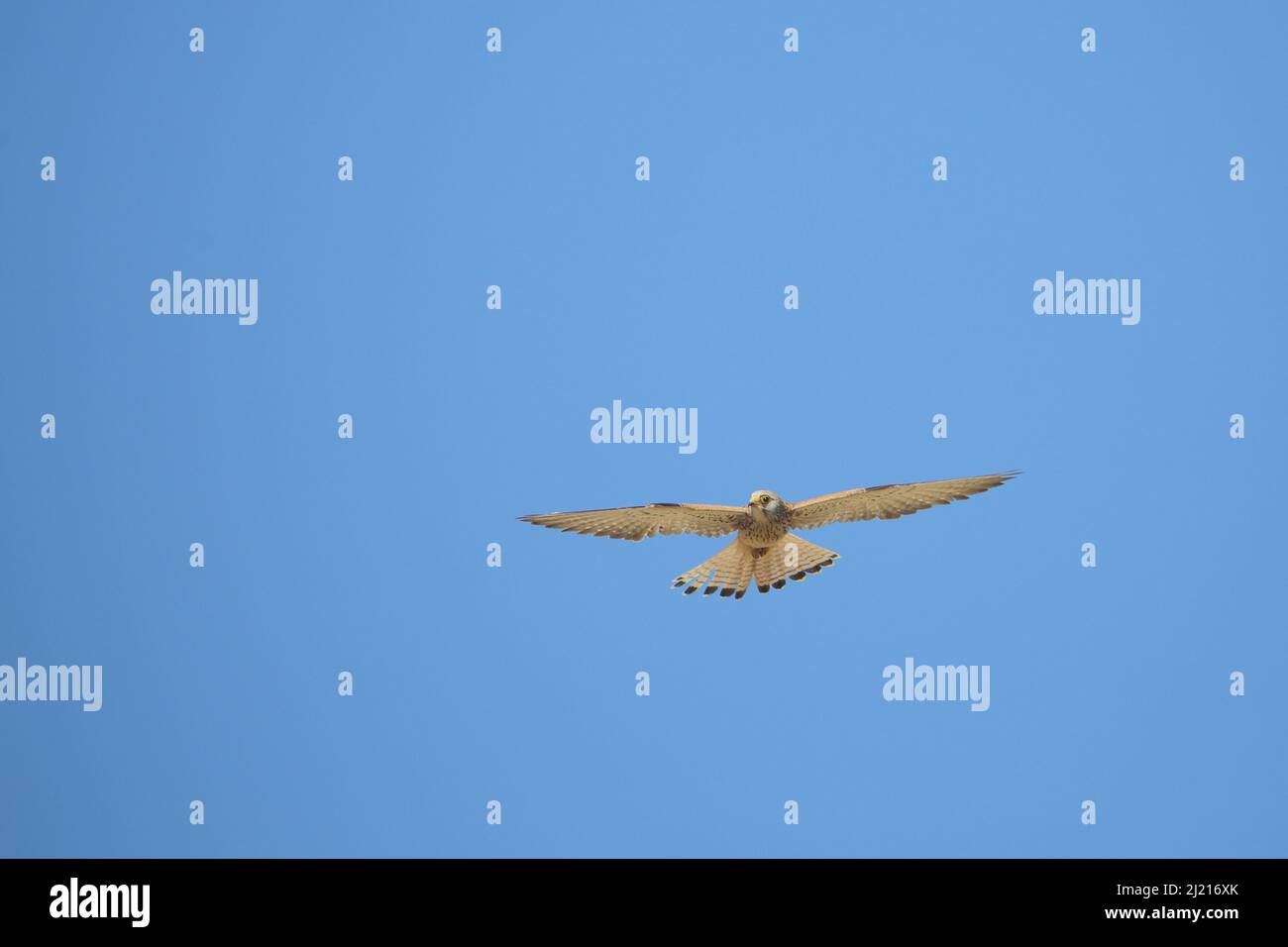 Female lesser kestrel in flight hi-res stock photography and images - Alamy