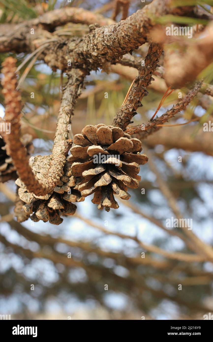 Beautiful pine cone hanging on the bough of a local spruce tree Stock ...