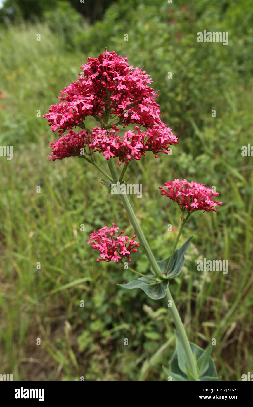 Dipscales hi-res stock photography and images - Alamy