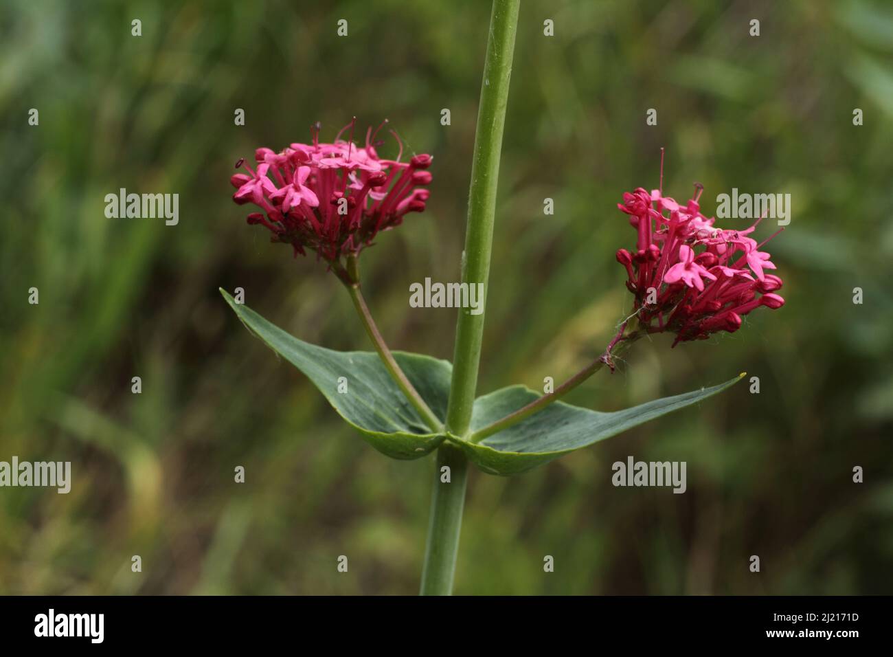 Dipscales hi-res stock photography and images - Alamy