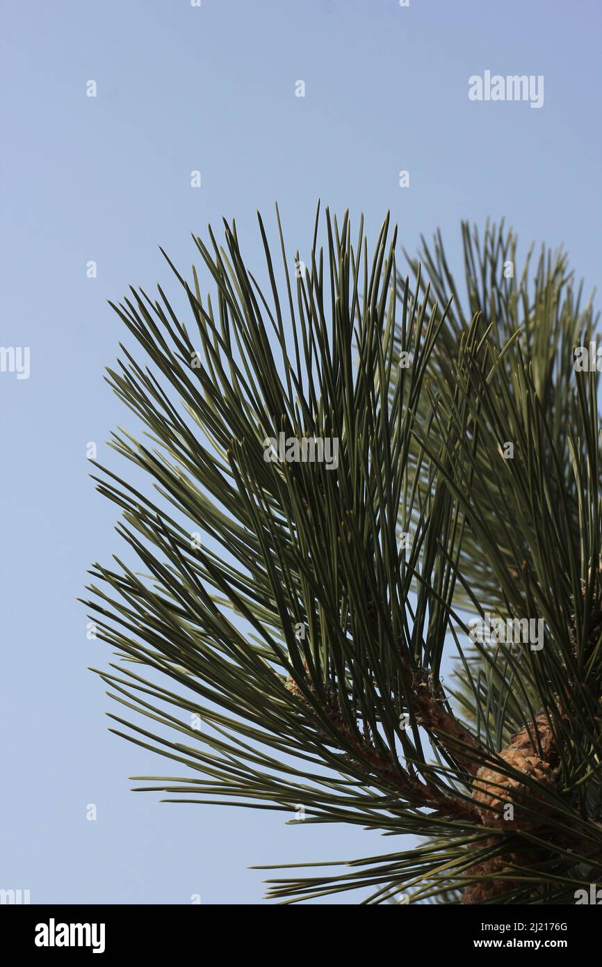 Green conifer needles growing on the branch of a pine tree Stock Photo ...