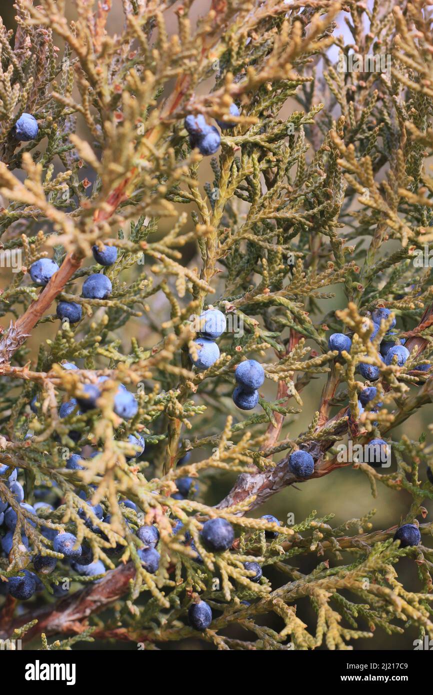 Blue decorative berries growing on a green conifer bush Stock Photo - Alamy