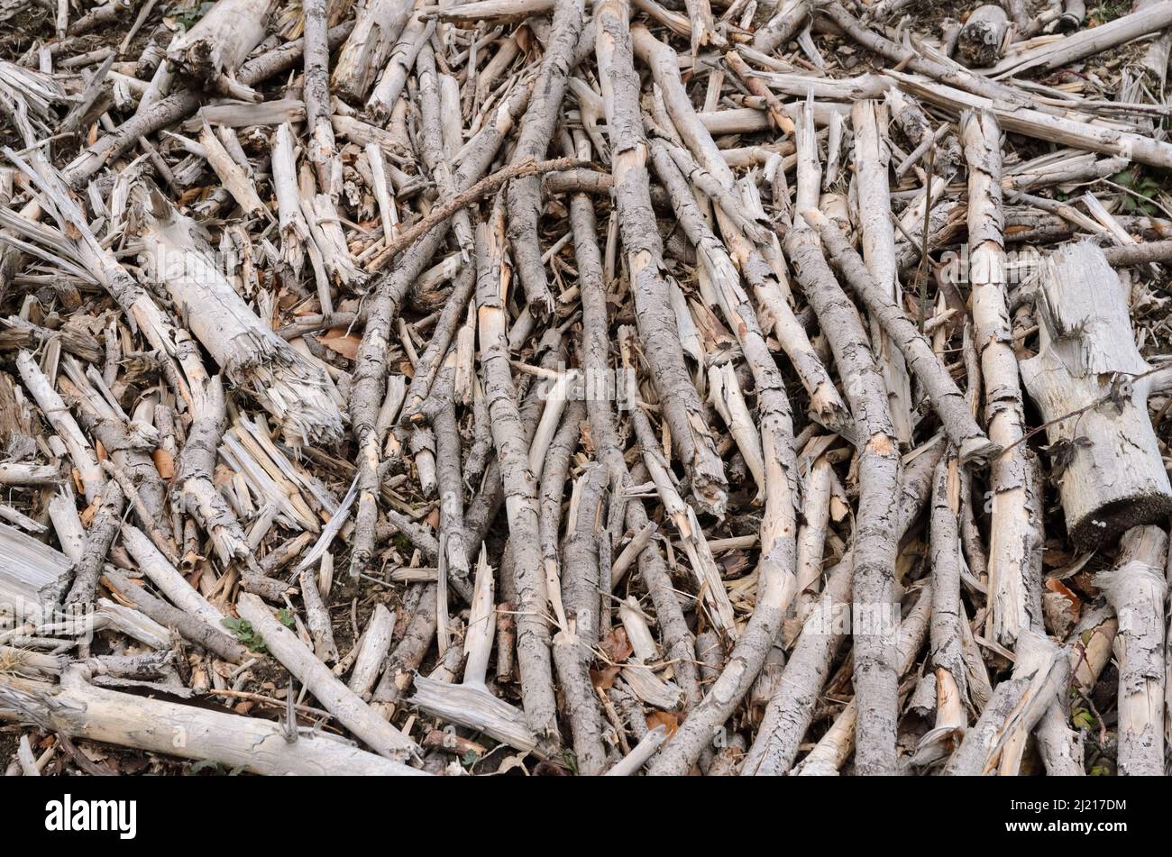 Weathered wooden pile hi-res stock photography and images - Alamy