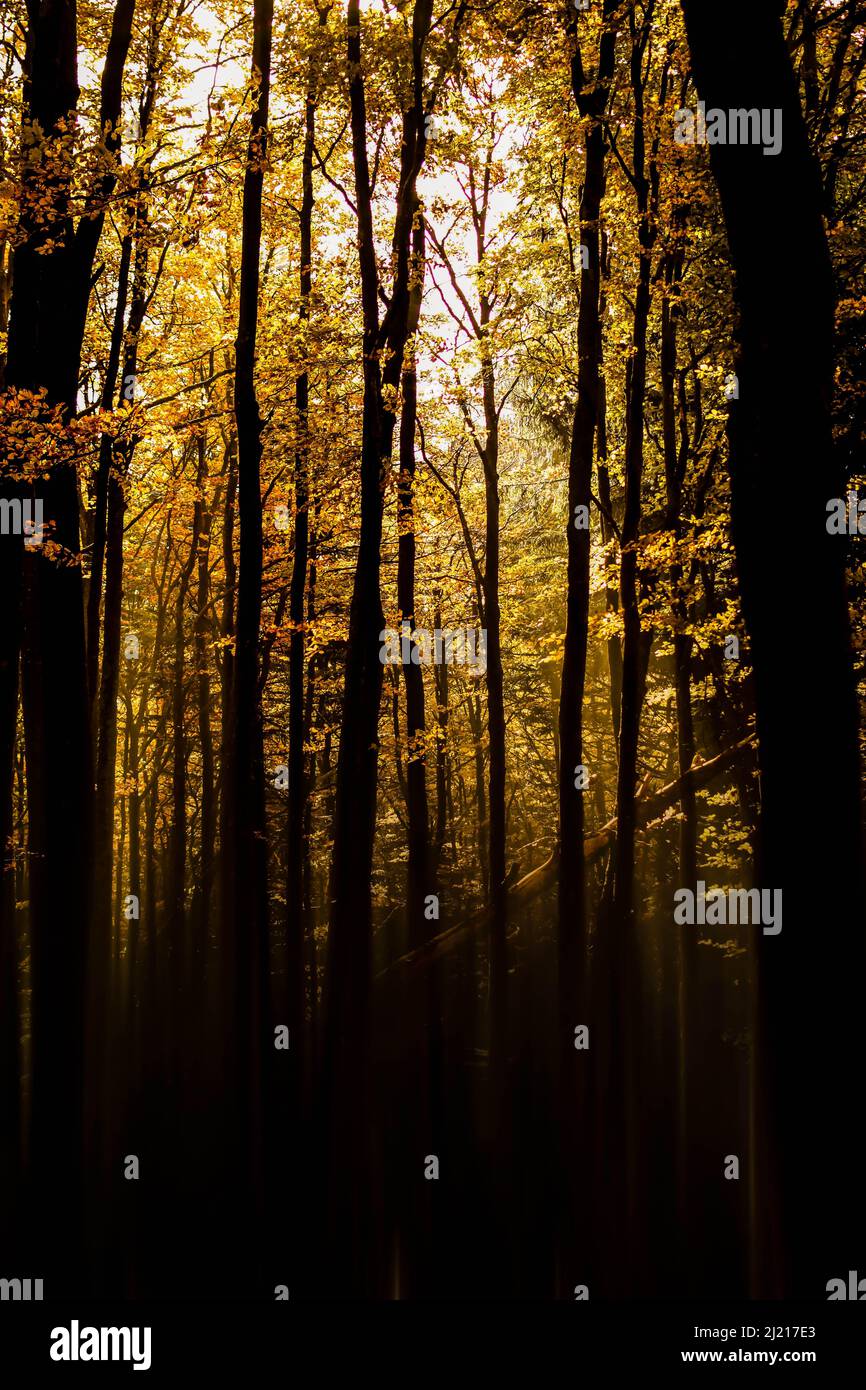 Golden forrest hi-res stock photography and images - Alamy