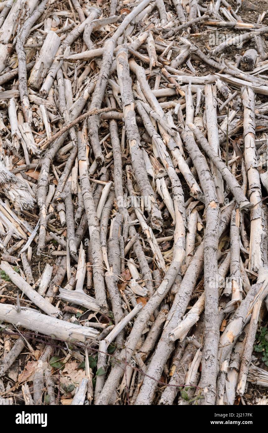 Twigs and sticks hi-res stock photography and images - Alamy