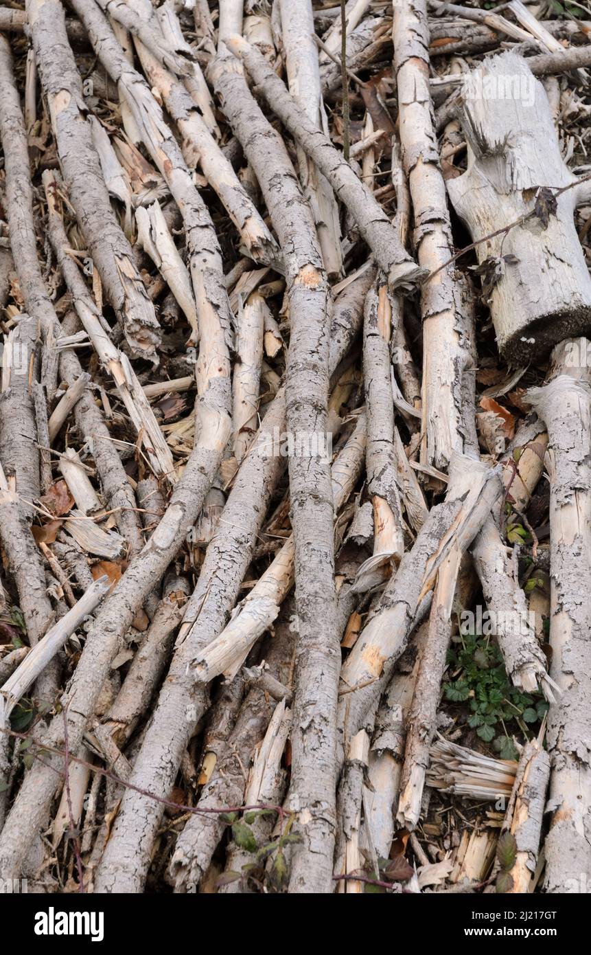 Wood twigs hi-res stock photography and images - Alamy