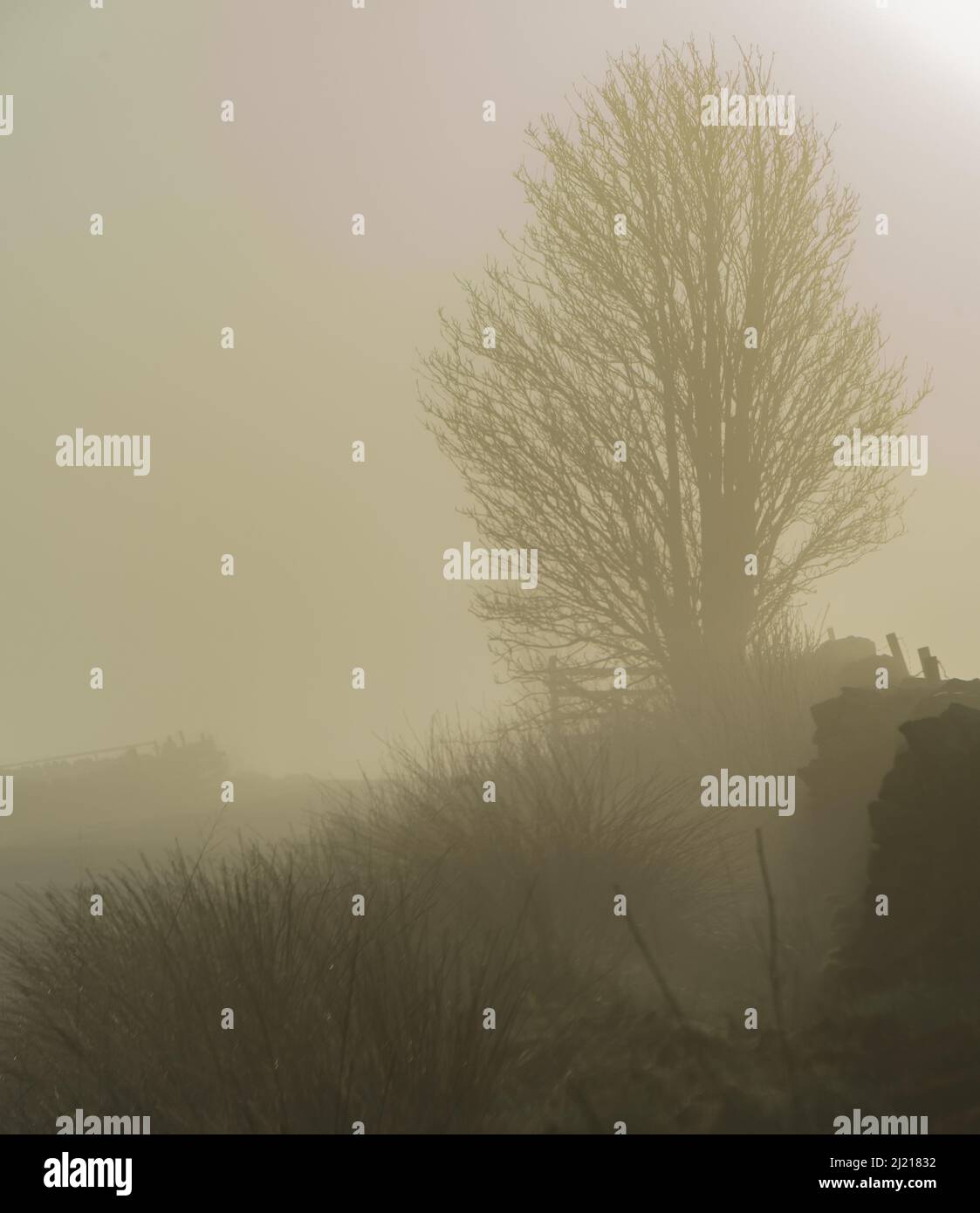 Fog over lone tree hi-res stock photography and images - Alamy