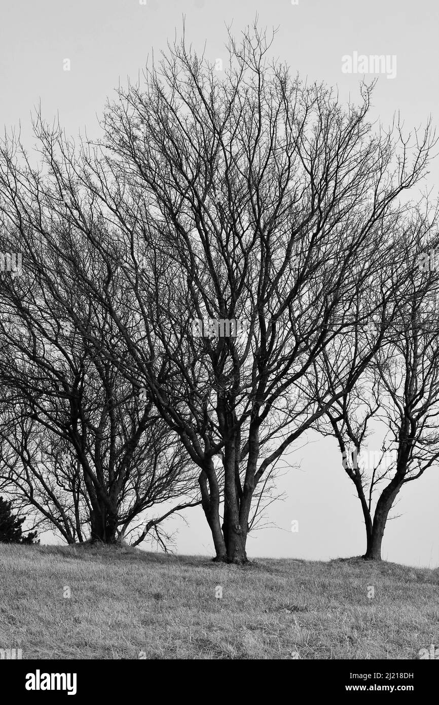 Barren trees growing on the top of the hill on a beautiful winter day ...