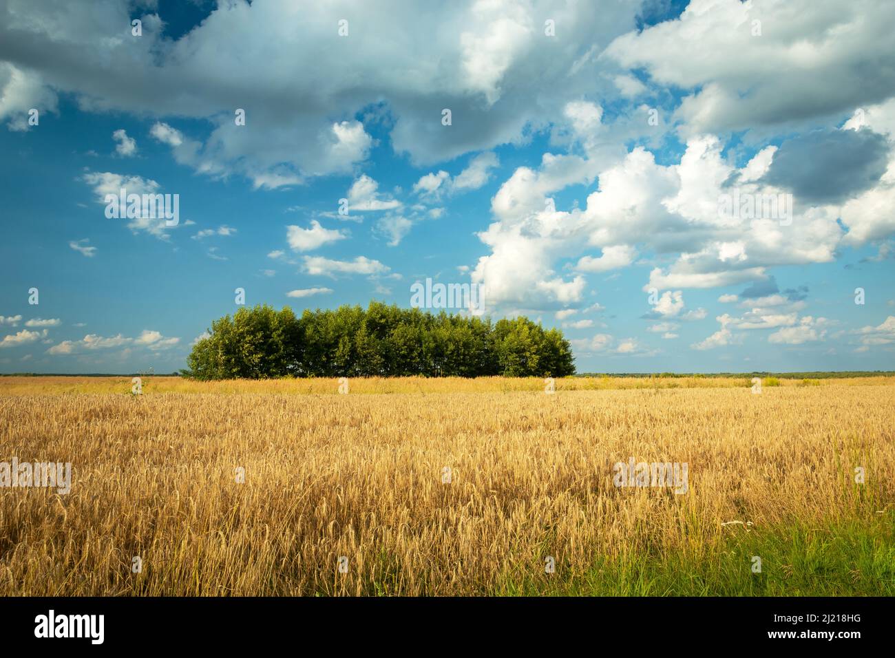 The trees growing in the center of the cereal, summer view Stock Photo ...