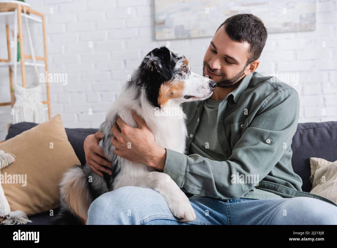 cheerful bearded man cuddling australian shepherd dog on couch Stock ...