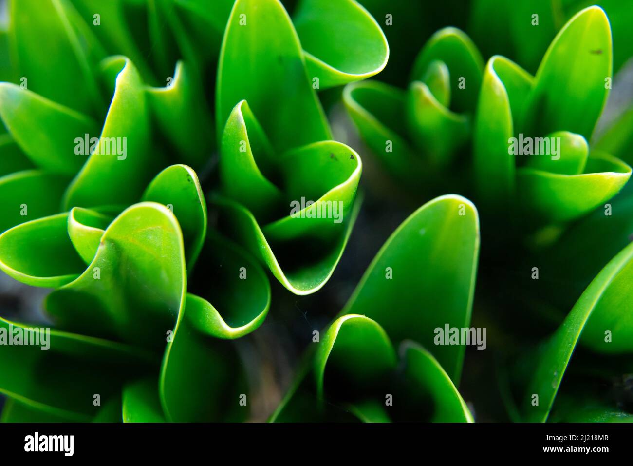Abstract garden plant background hi-res stock photography and images ...