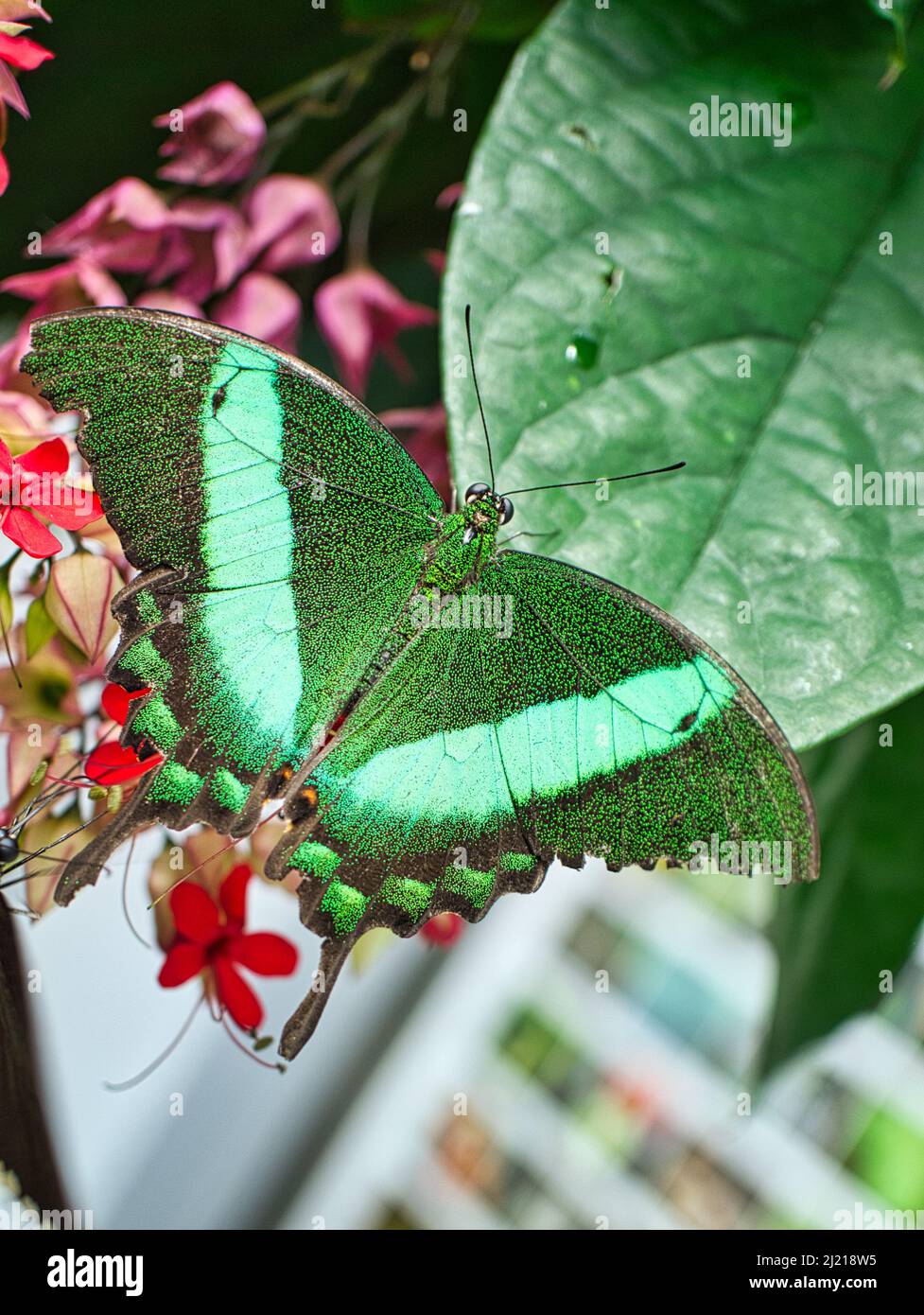 colorful butterfly on a leaf, flower. elegant and delicate. detailed ...