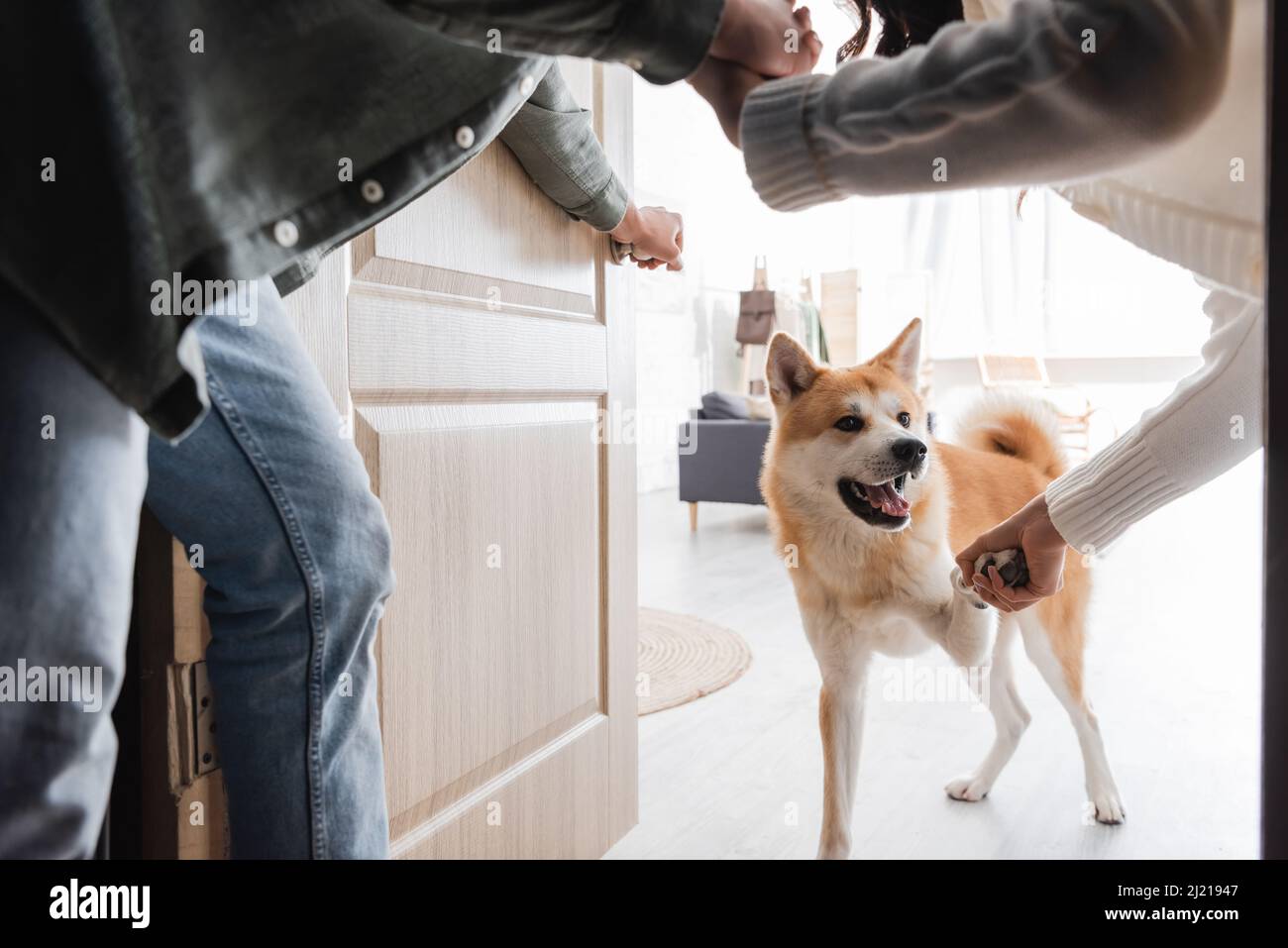 akita inu dog giving paw to cropped couple holding hands at home Stock ...
