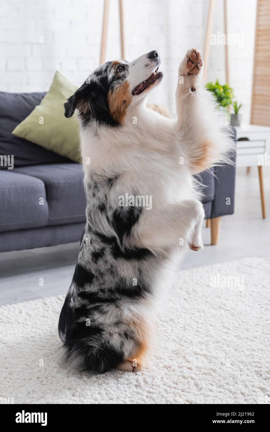 Australian shepherd paw hi-res stock photography and images - Alamy