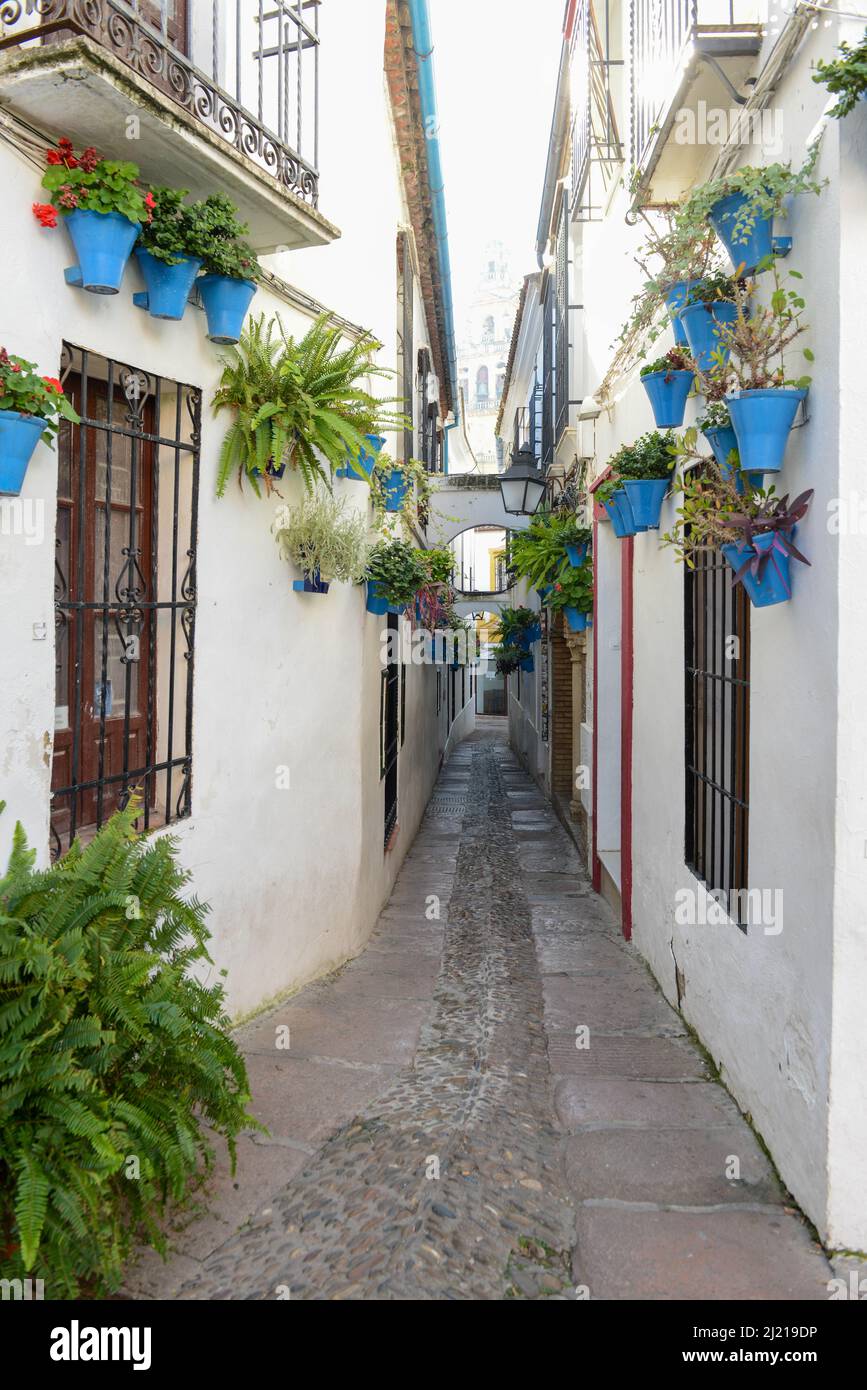 The flower alley of Cordova on Andalusia in Spain Stock Photo - Alamy