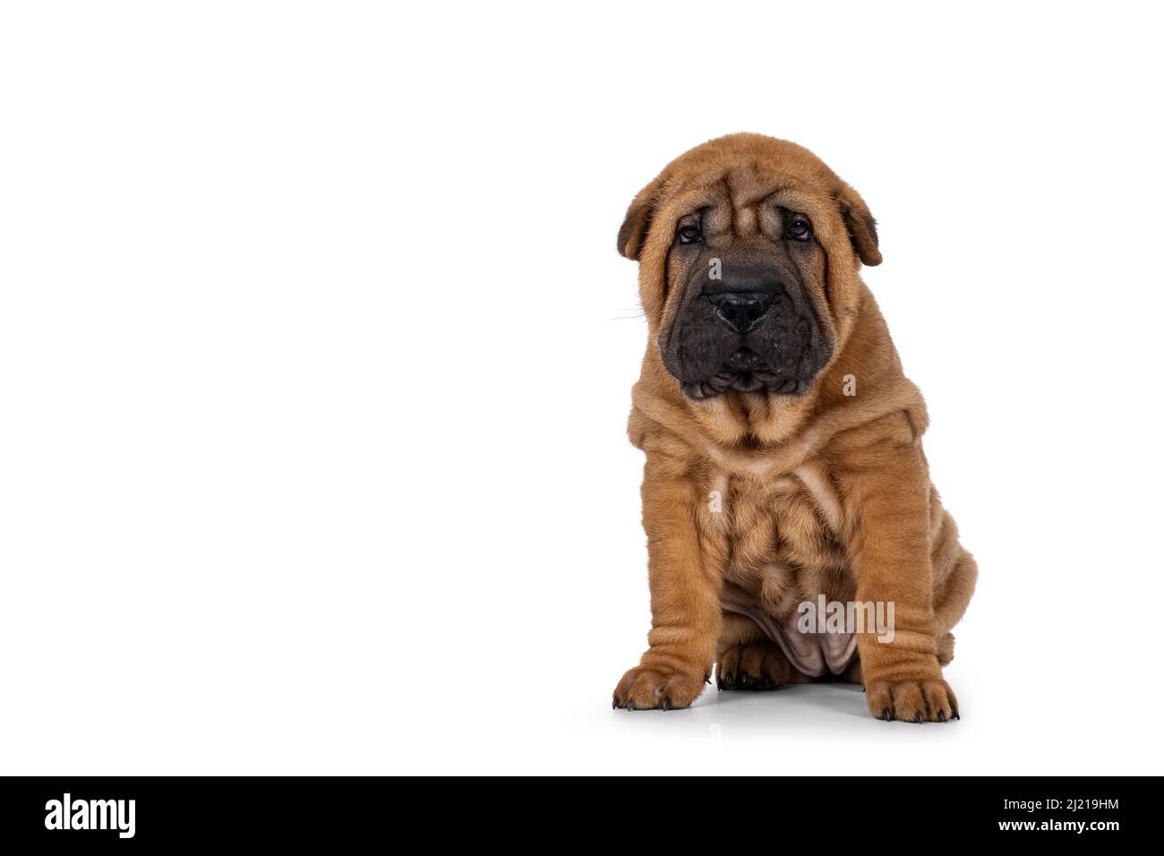 Adorable Shar-pei dog pup, sitting up facing front. Looking towards ...