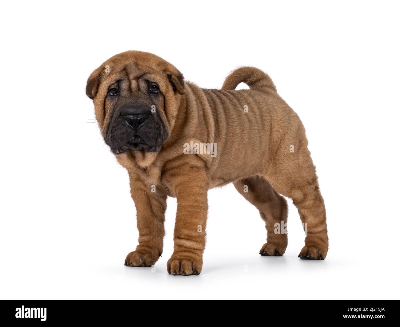 Adorable Shar-pei dog pup, standing side ways. Looking towards camera ...
