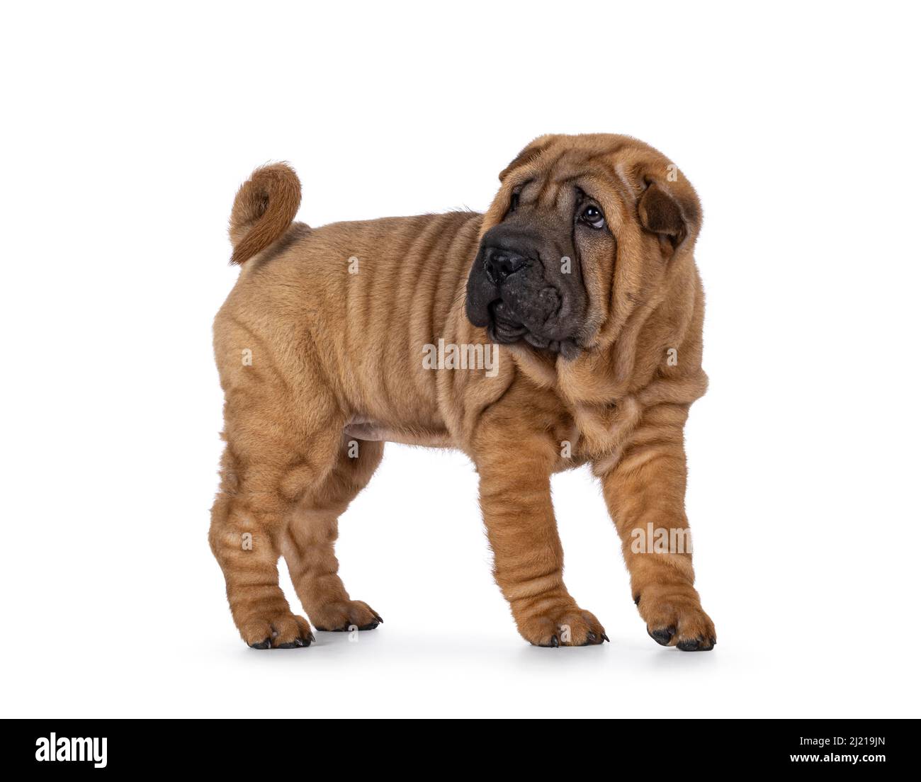 Shar pei eyes hi-res stock photography and images - Alamy