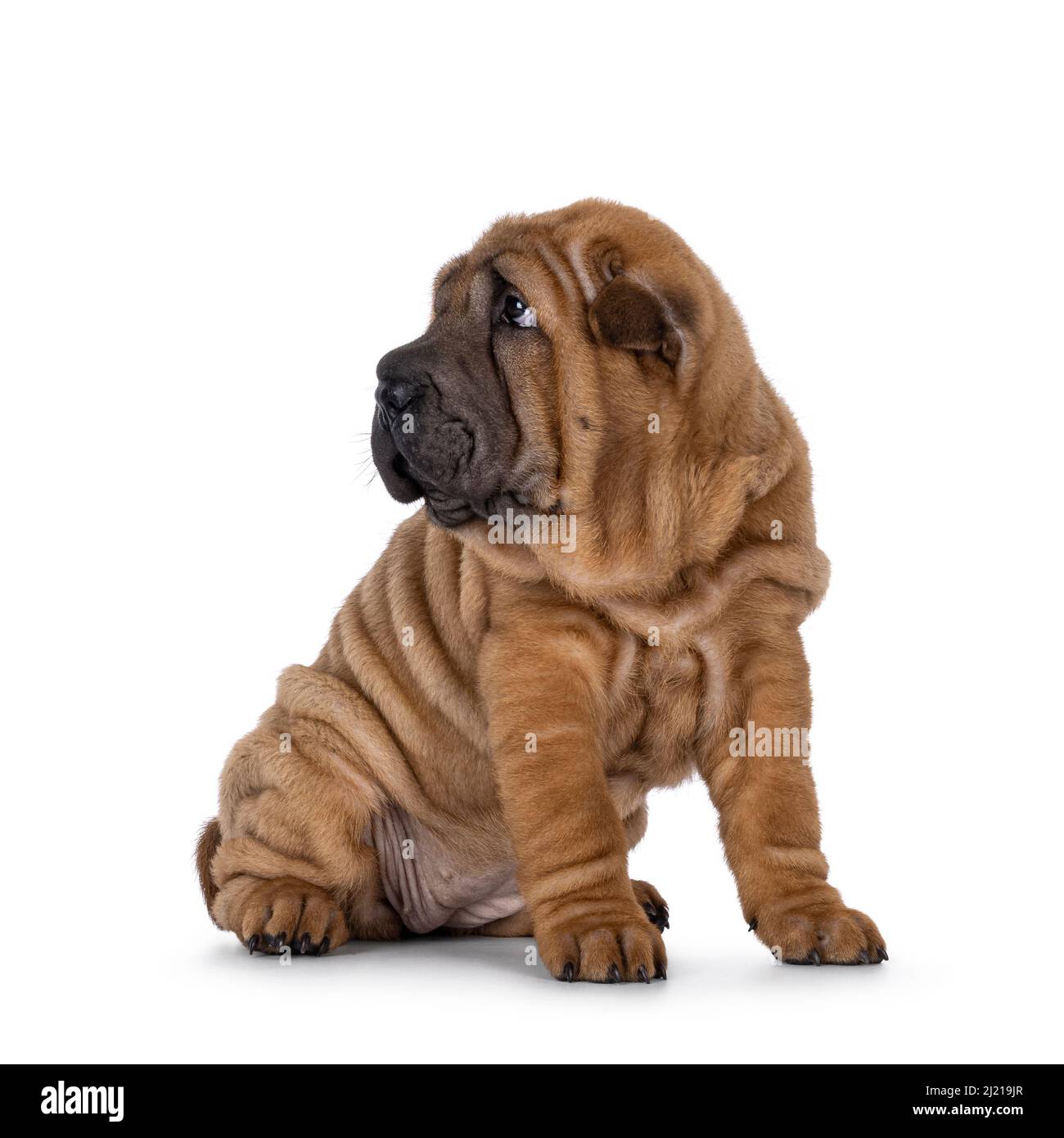 Adorable Shar-pei dog pup, sitting up side ways. Looking away from ...