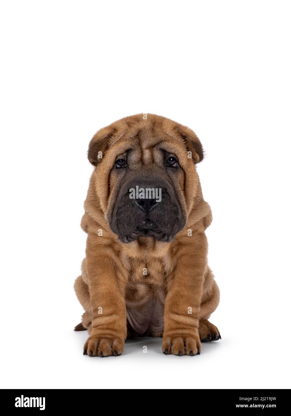 Adorable Shar-pei dog pup, sitting up facing front. Looking towards ...