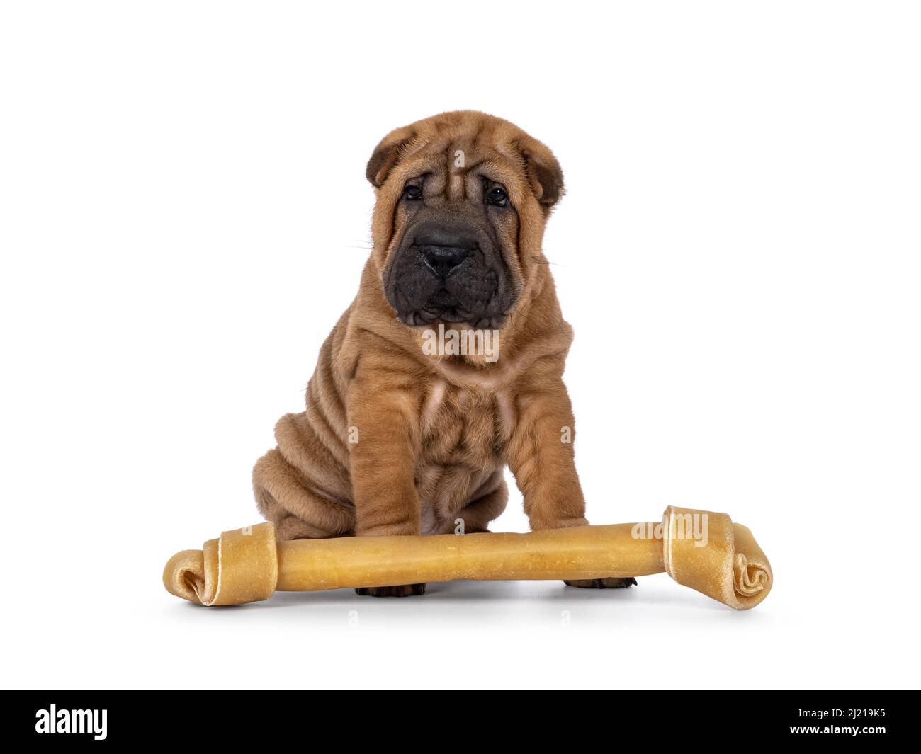 Adorable Shar-pei dog pup, siting with big bone. Looking to camera with ...