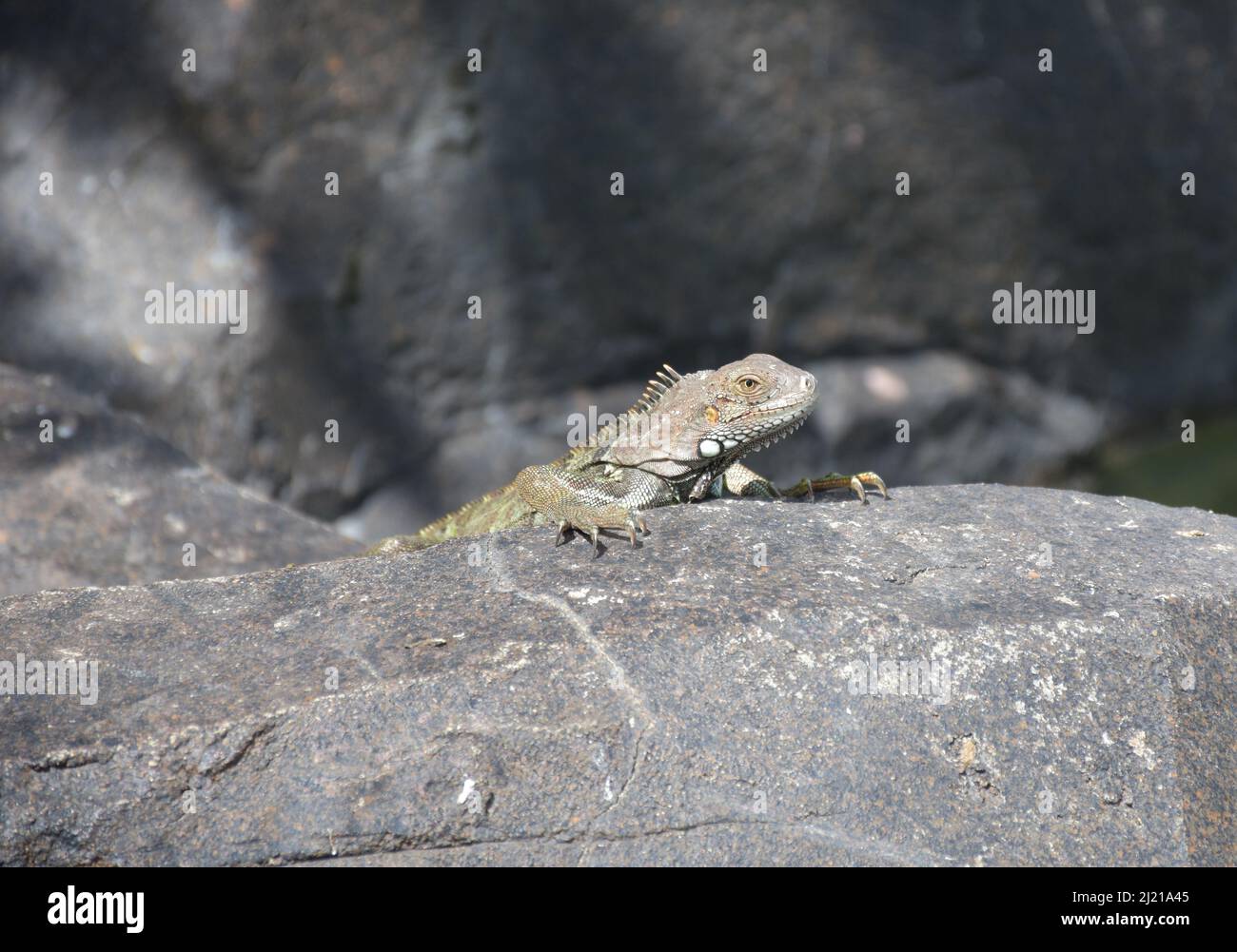 American iguana climbing up hi-res stock photography and images - Alamy