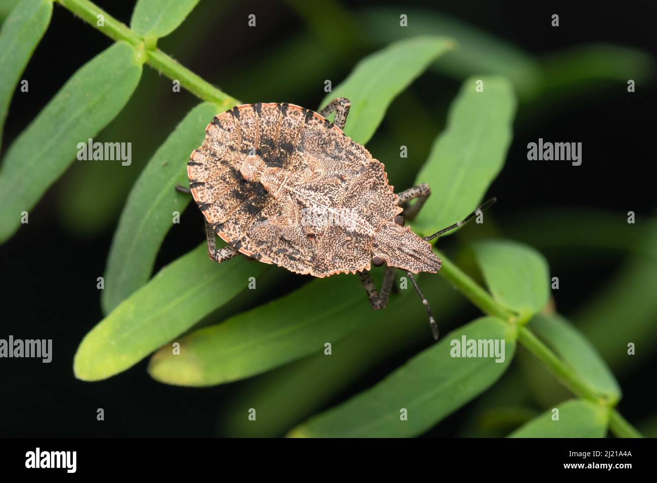 Rough stink bug, Brochymena arborea, Satara, Maharashtra, India Stock ...