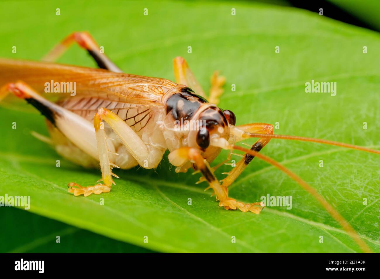 Closeup of Leaf Cricket , Teleogryllus emma, Satara, Maharashtra, India ...