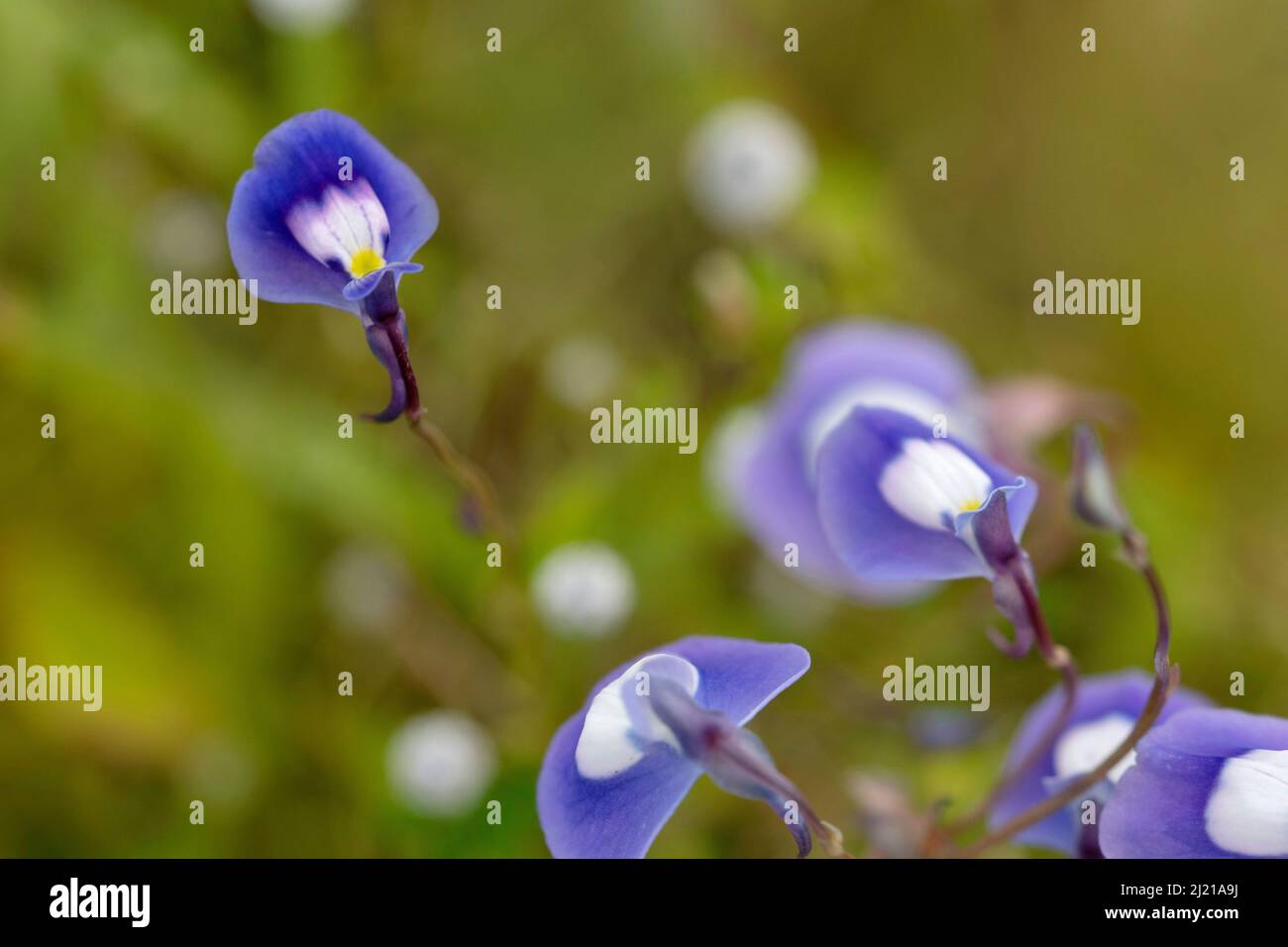 Carnivorus plant , Utricularia reticulata, Satara, Maharashtra, India ...