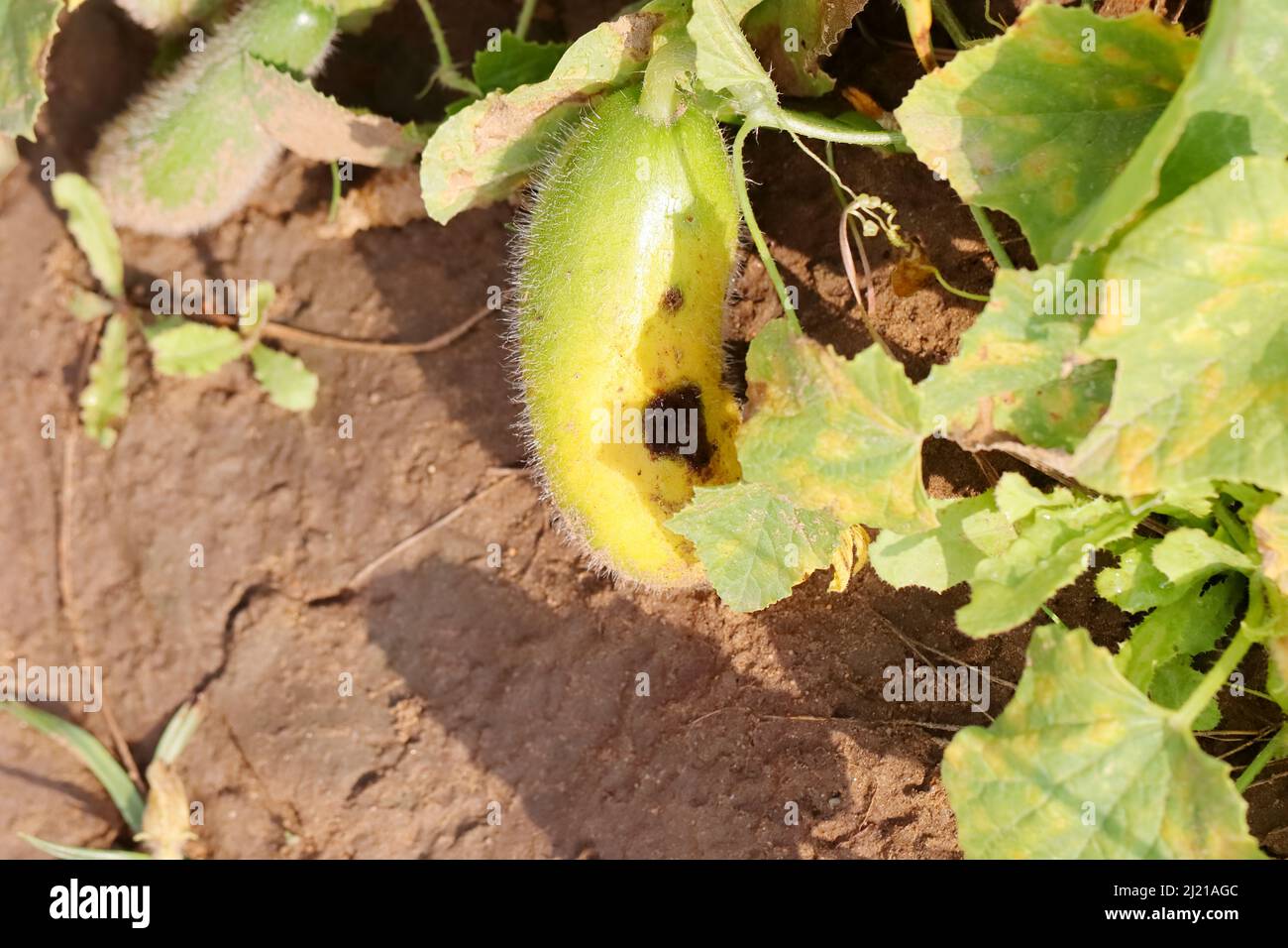 Close-up Photo of Cucumber fruit spoiled by flies stings and larvae ...