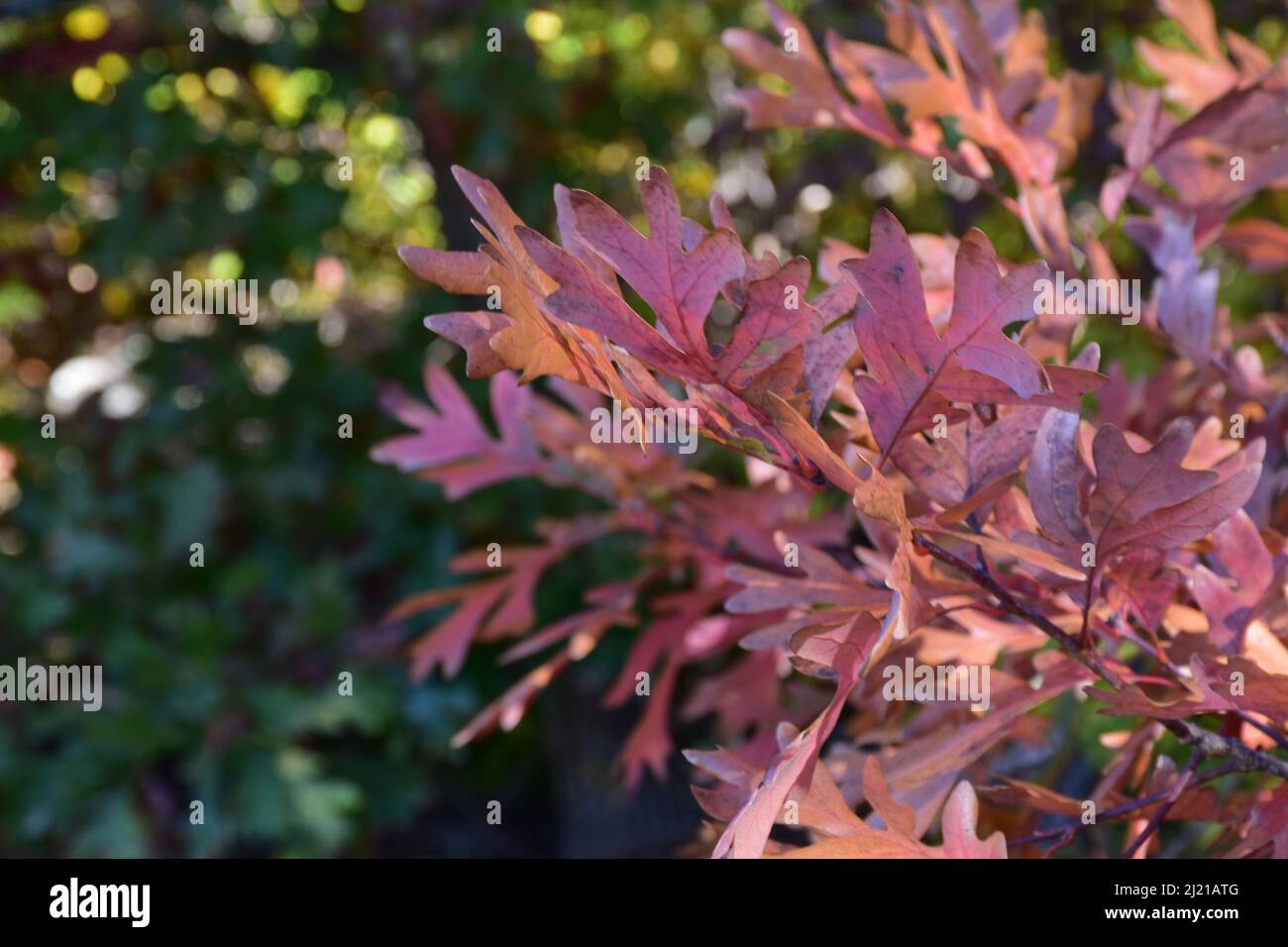 Tree with red oak leaves changing colors in Fall in New England Stock ...