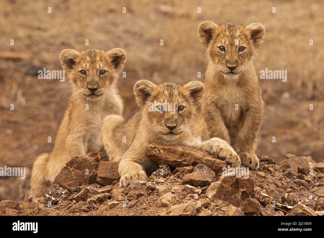 GUJARAT, INDIA: THESE adorable snaps of rare Asiatic lion siblings ...