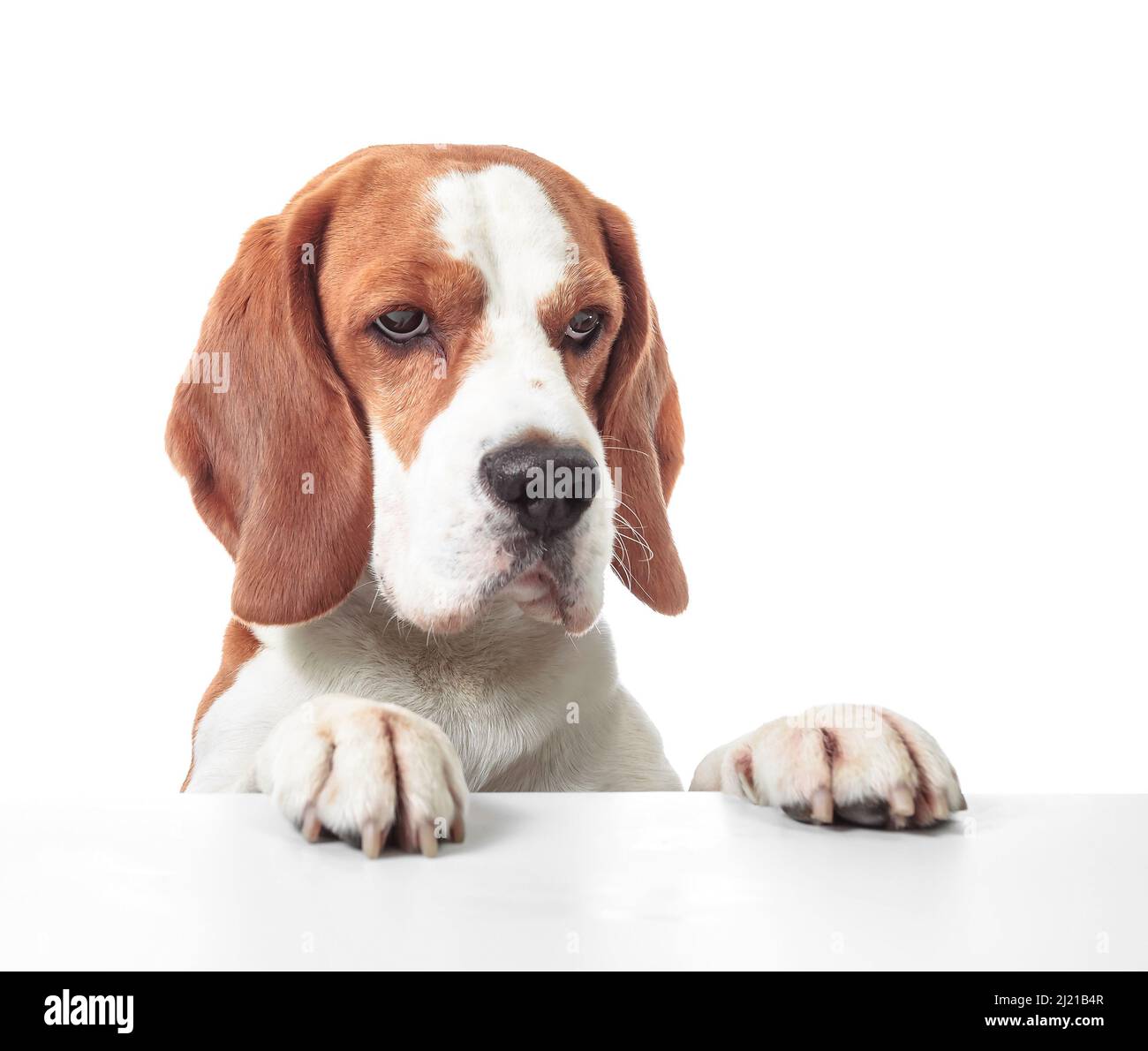 Beagle head isolated on a white background Stock Photo - Alamy