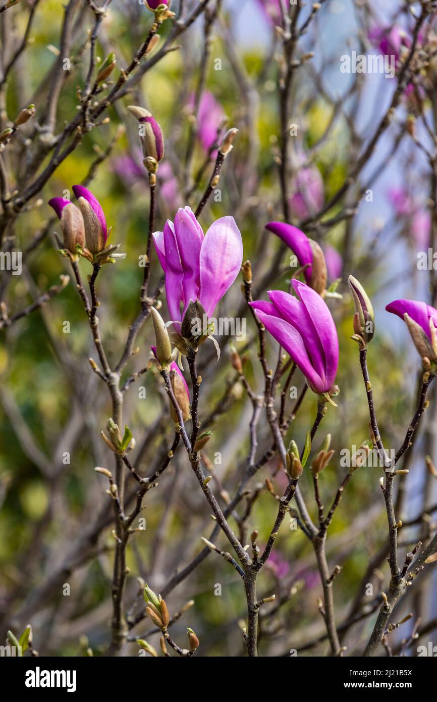 Village Magnolias. A spring show of colour of the ancient plants in a ...