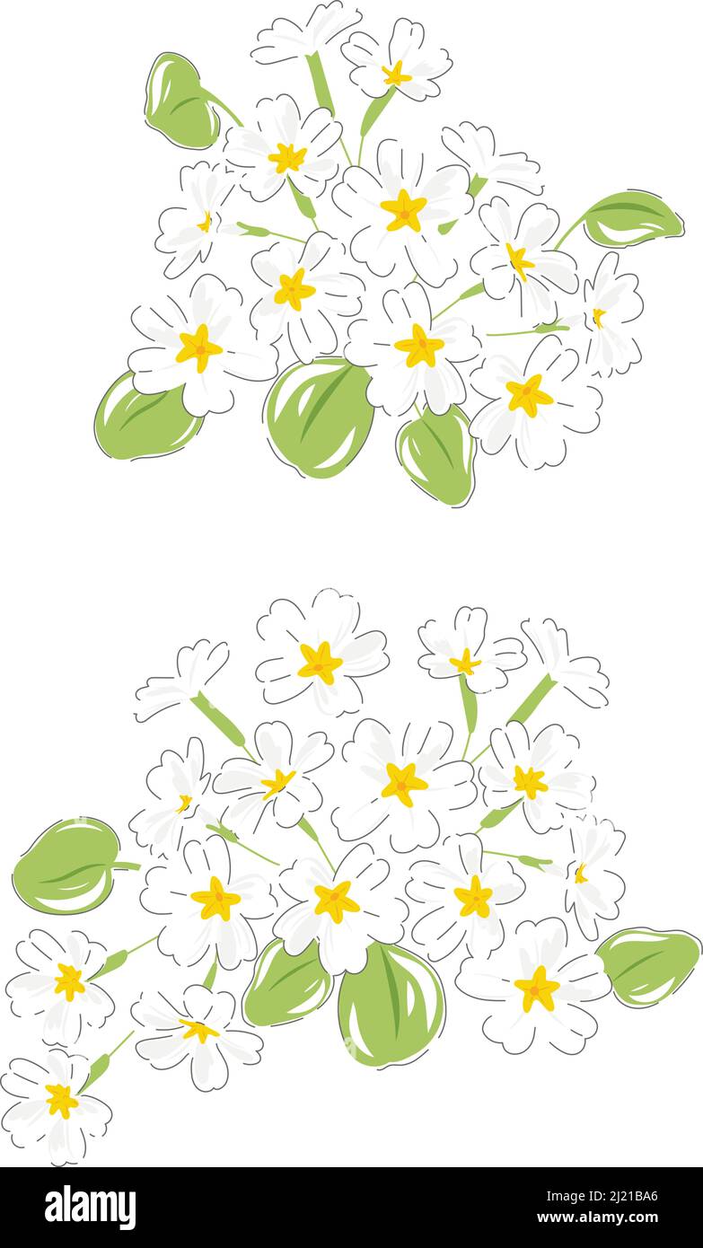 Primrose spring flower botanical hand drawn vector illustration set ...