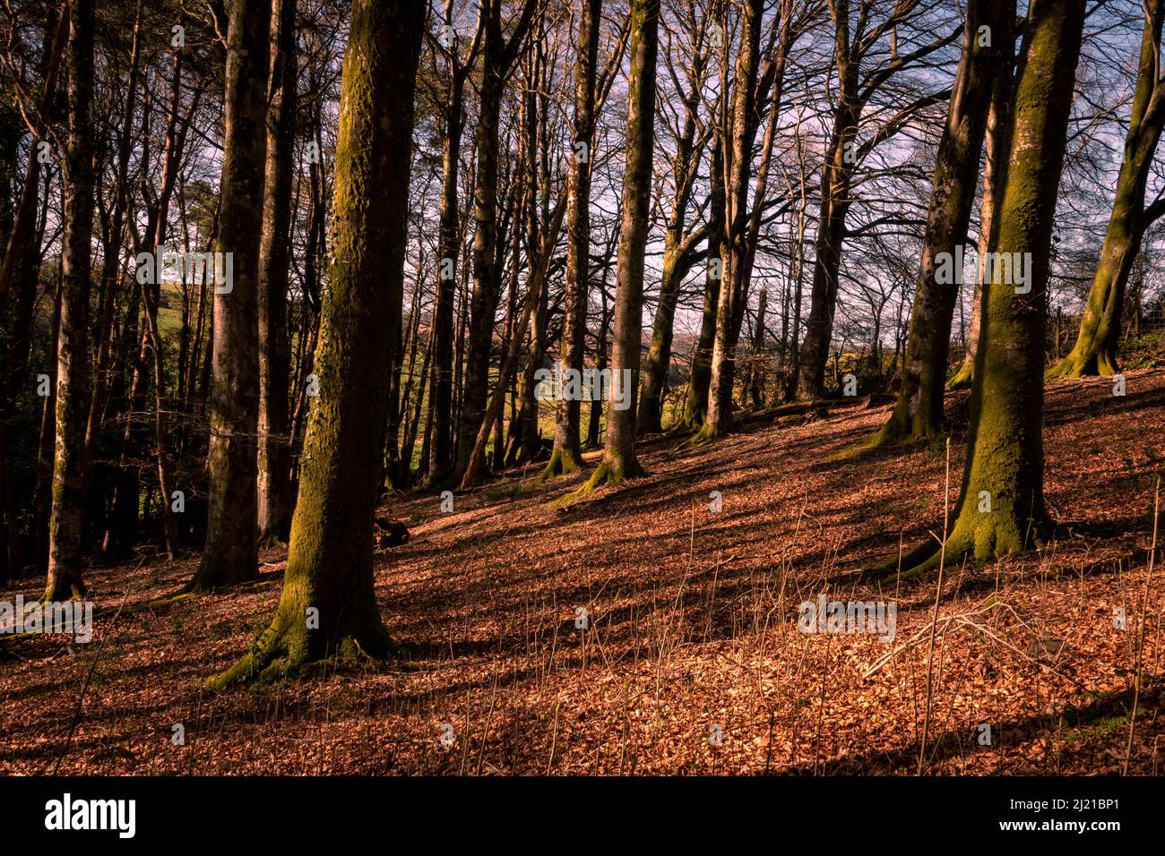 Wooded slope hi-res stock photography and images - Alamy