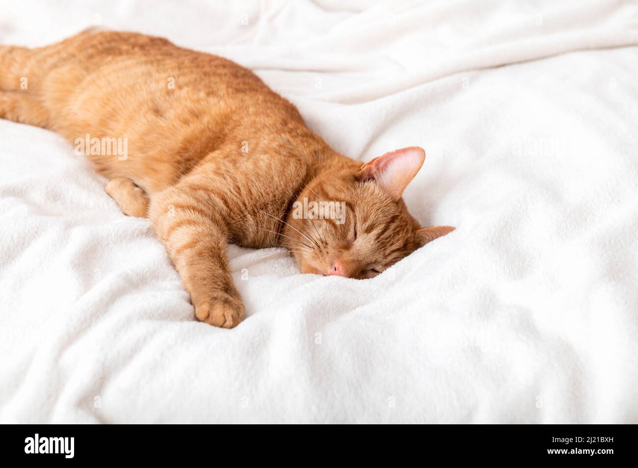 Cute ginger cat sleeps on the bed Stock Photo - Alamy
