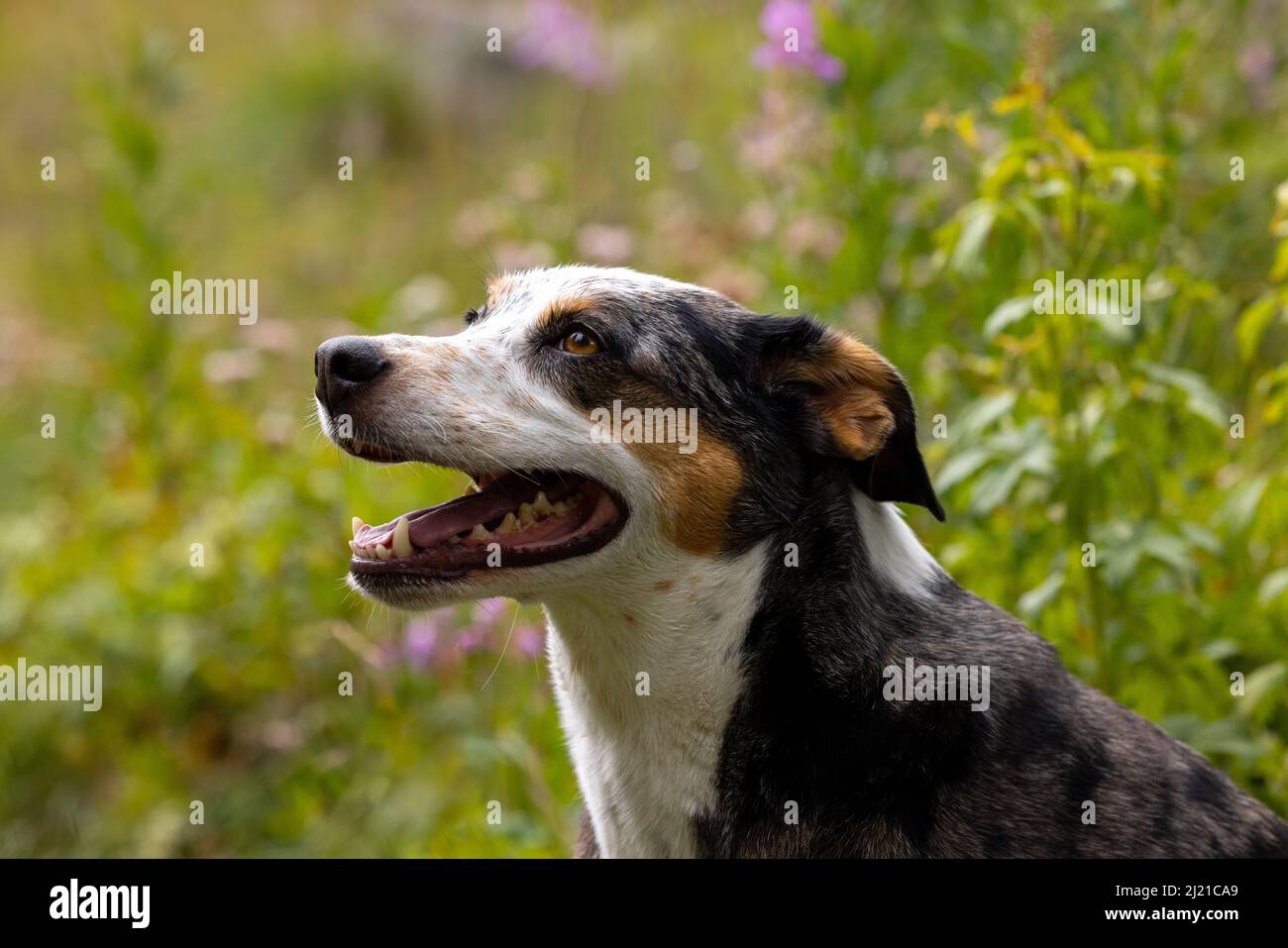 Dog portrait with two different colored eyes Stock Photo - Alamy