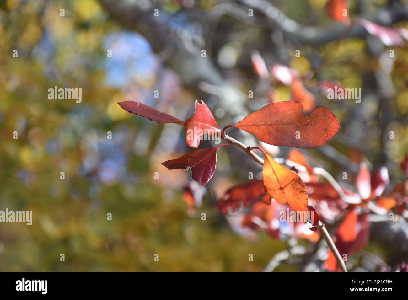 Bright colored leaves up close on a tree in New England Stock Photo - Alamy