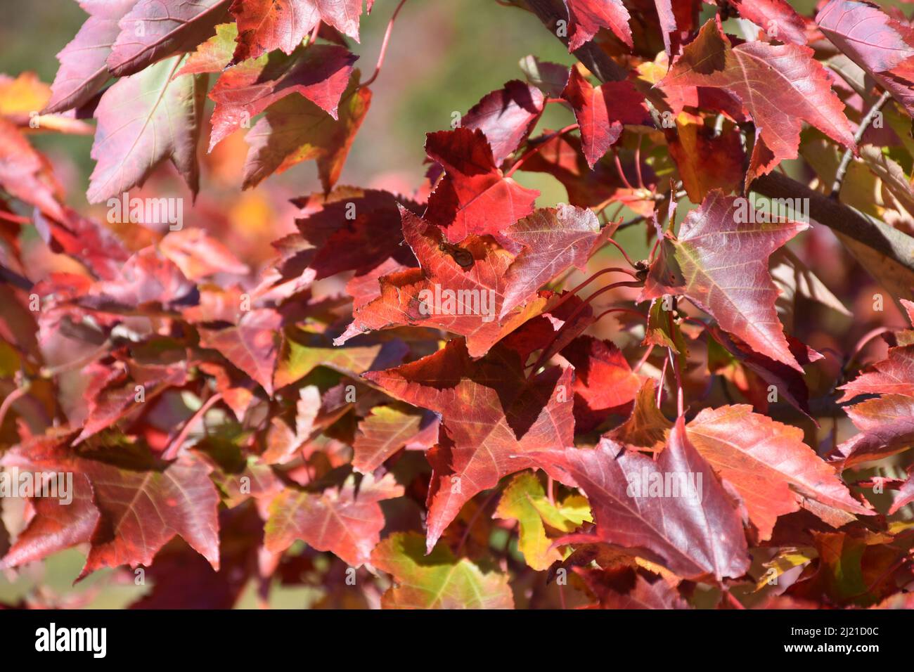 Colorful red maple leaves changing colors in Autumn in New England ...