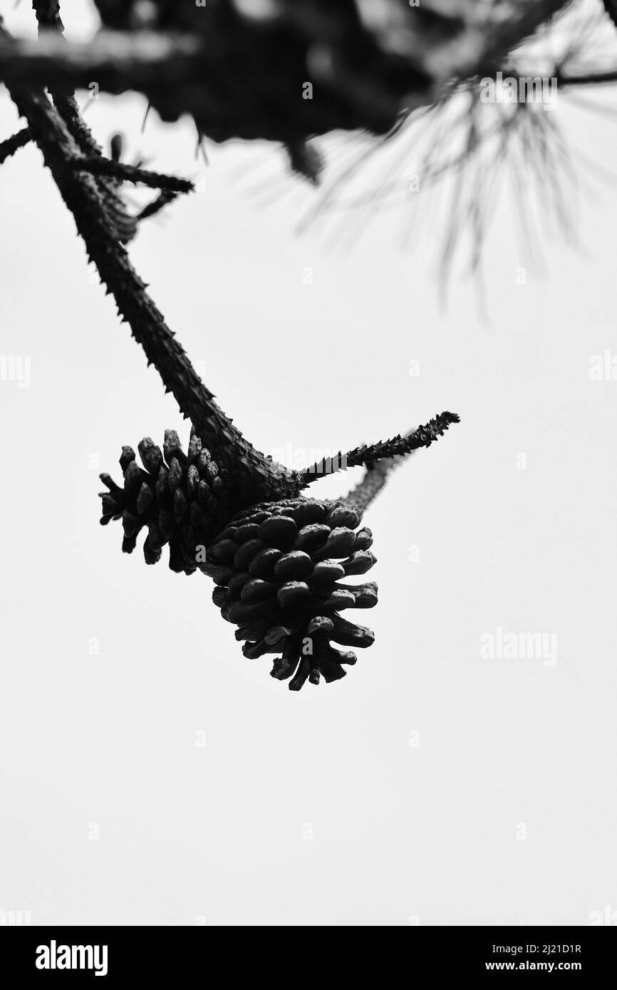Beautiful pine cone hanging on the bough of a local spruce tree Stock ...